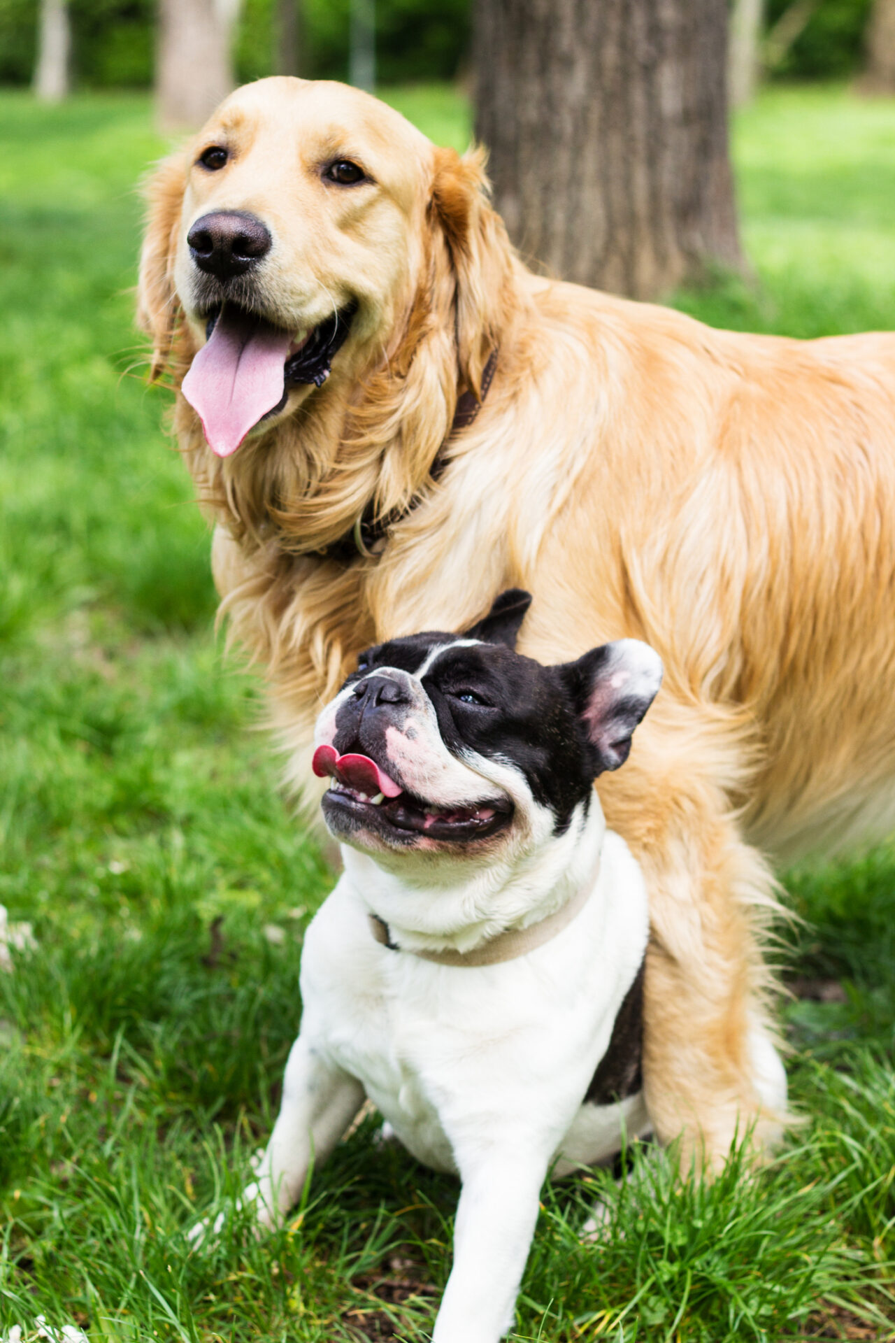Dog Boarding in Greencastle, PA | Clarkstone Pet Lodge